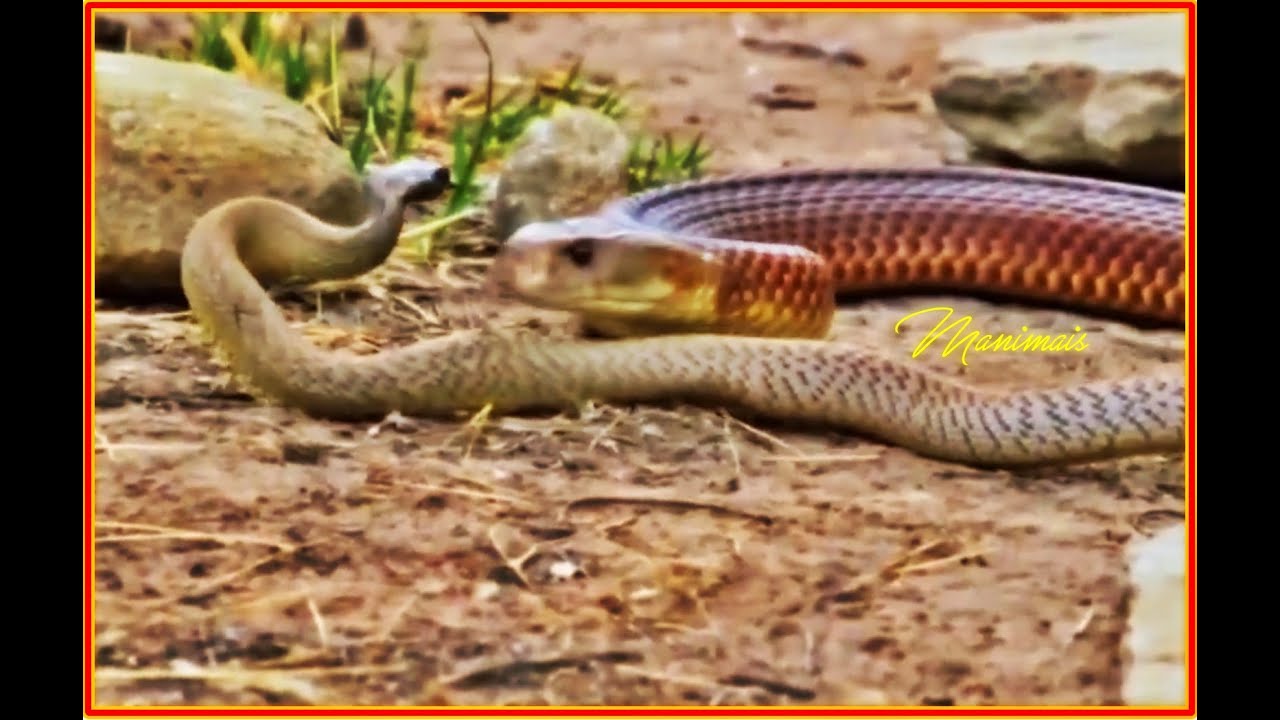 Taipan do Interior X Cobra Real Marrom - YouTube
