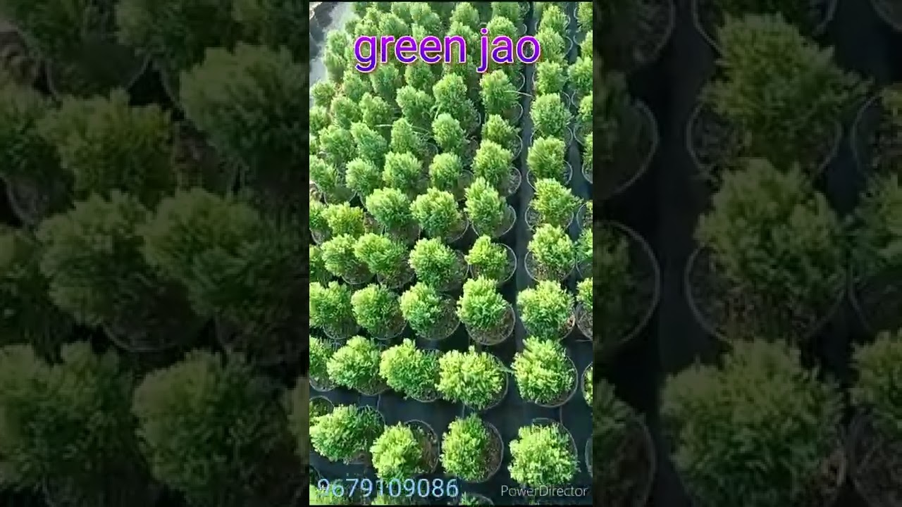 green jao 🪴🪴🪴wholesale price , all over India delivery , contact number ...
