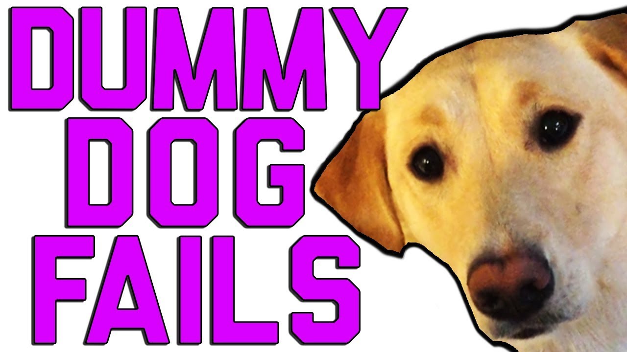 TRY NOT TO LAUGH | Best Dogs Fails Compilation #1 | FuNnY Moments - YouTube