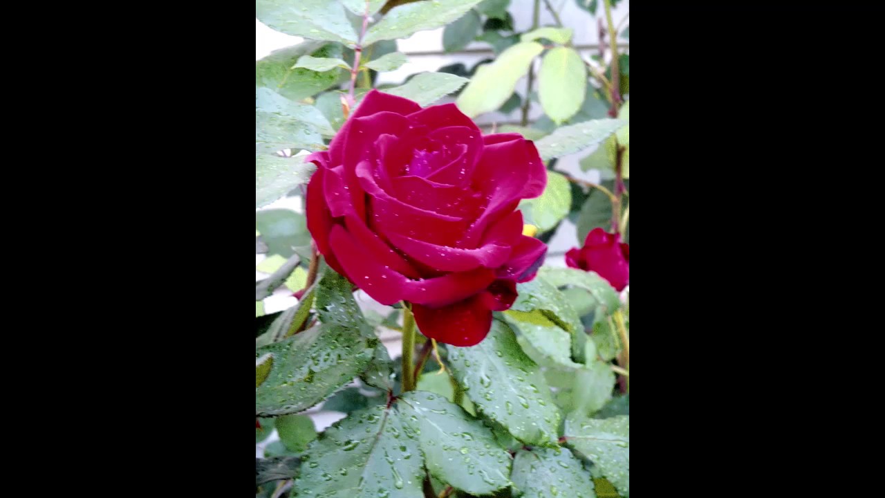 Litha by Chick Corea cover by Steve Jones - YouTube