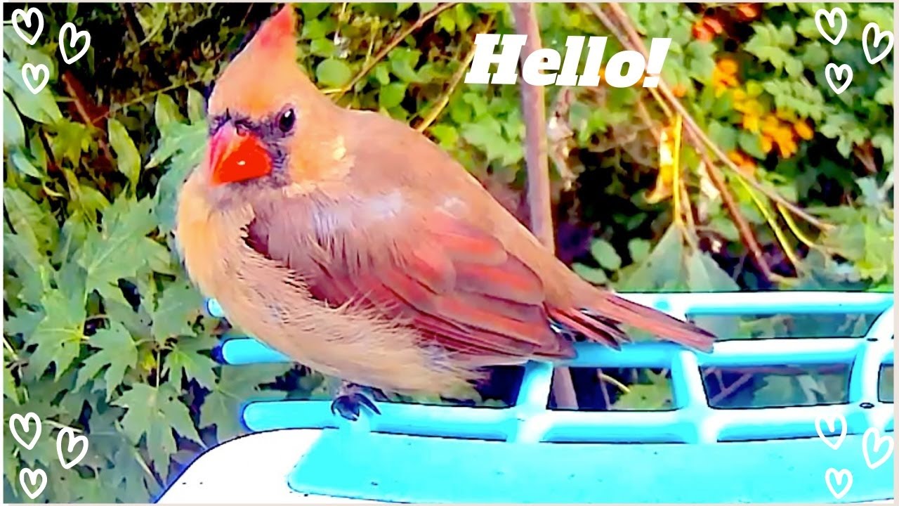 Bidcam Monday: Epic Feasting with Cardinals, Sparrows, and Grackles ...