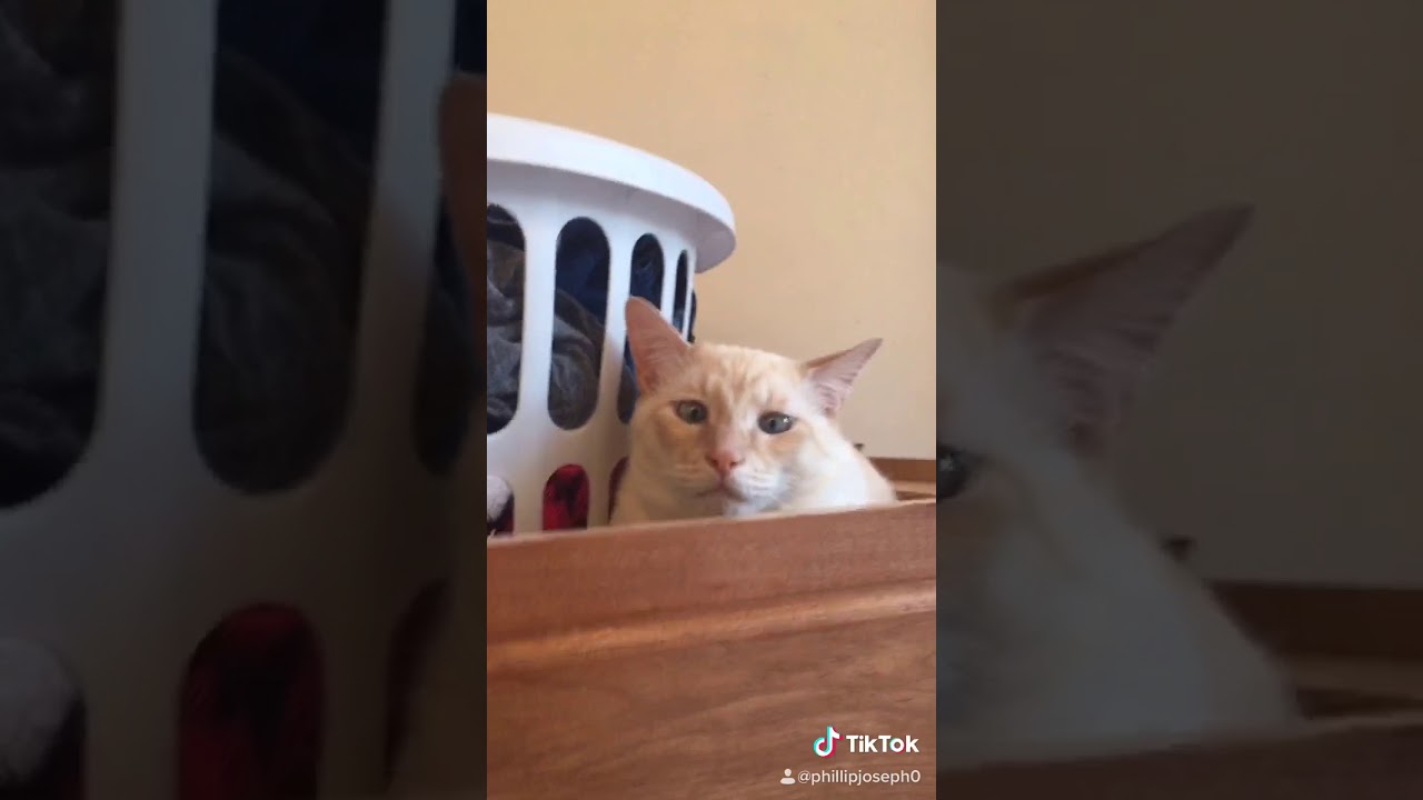 Savage cat - YouTube