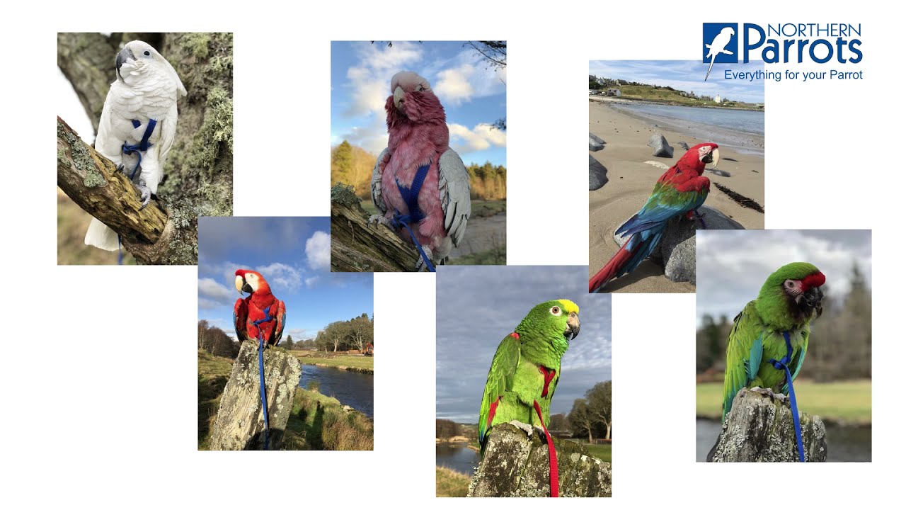 Aviator Parrot Harnesses | How To Use The Aviator Parrot Harness - YouTube