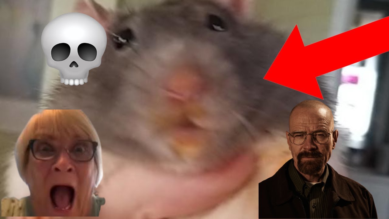 Rat boss fight - YouTube