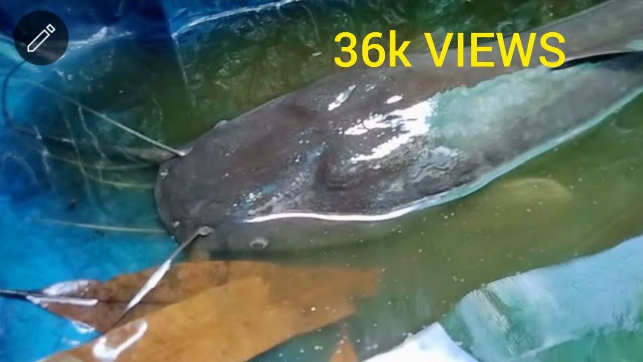 African mushi,(shim fish)catfish, anabus fishkarmeen tank - YouTube