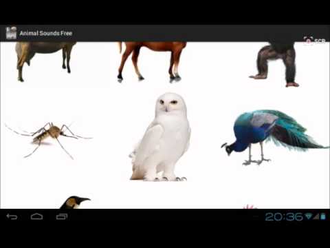 Animal Sounds Free Android App - YouTube