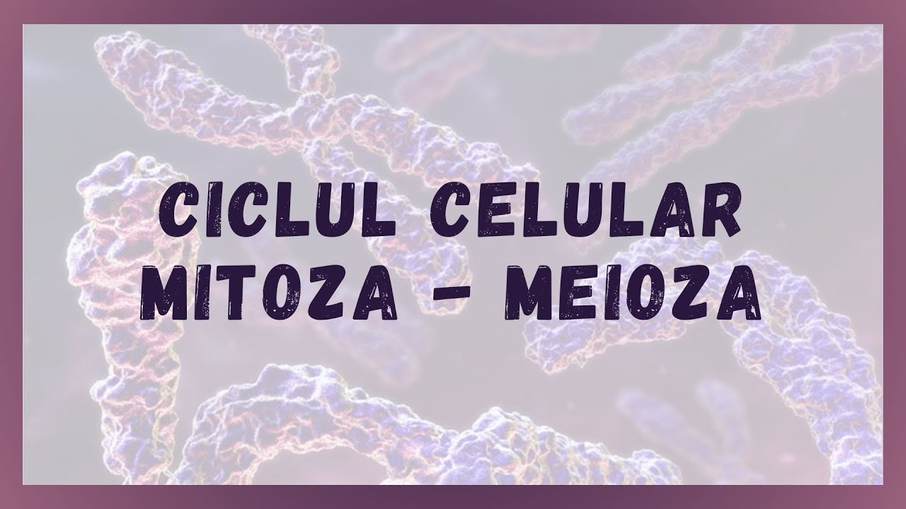 Mitoza vs. Meioza - YouTube