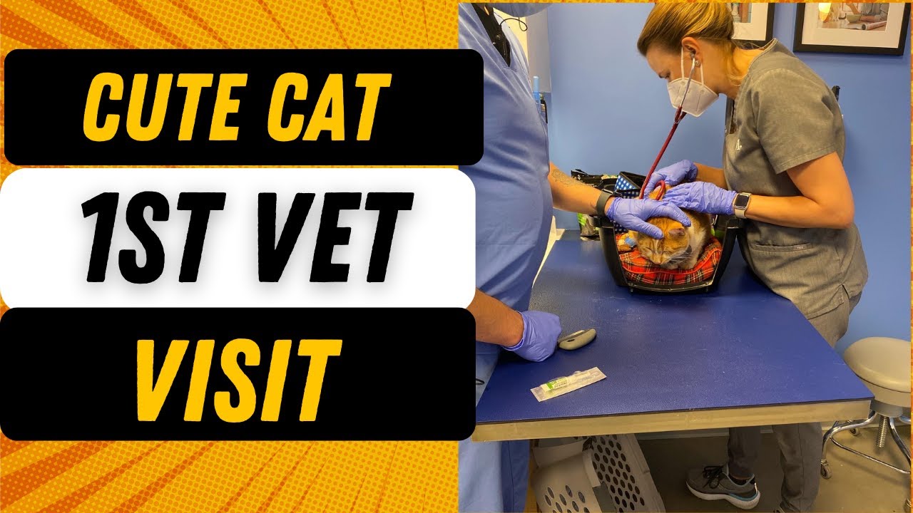 Well-Behaved Cat on his 1st Vet Visit in Modern Animal Los Angeles ...