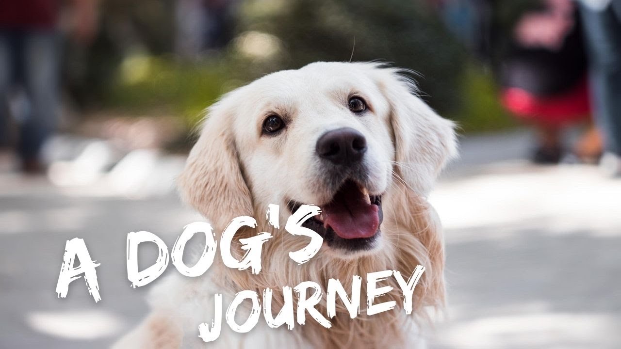 A Dog’s Journey: Ways to Become a More Generous Person - YouTube