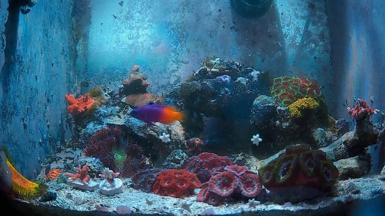 Chad Nichols Live Stream - YouTube