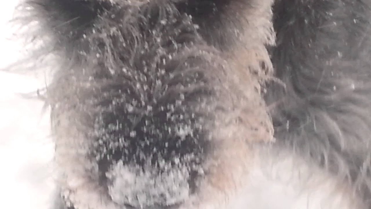 Frida's snow day - YouTube