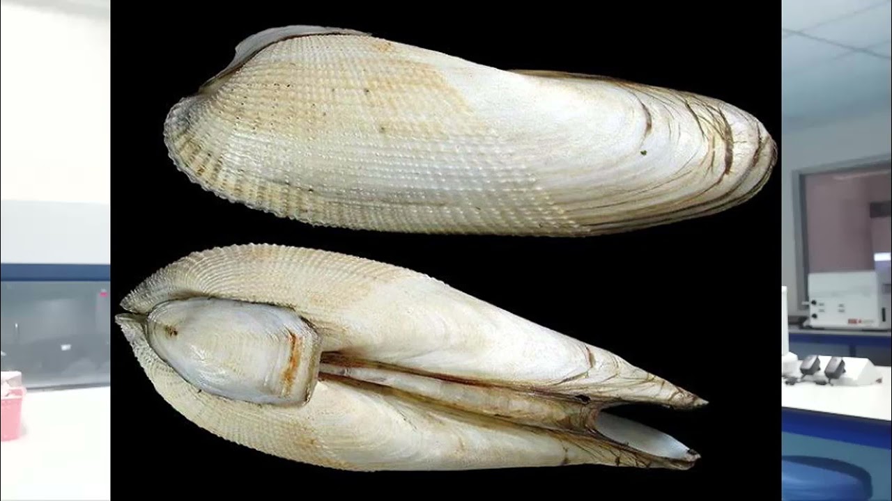 Hydroxyapatite (HA) From Mentarang (Pholas Orientalis) Shells-UniMAP ...