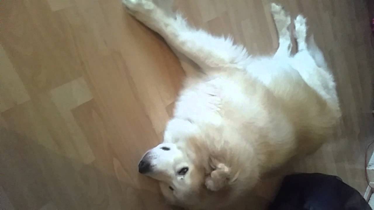 Showing the dogs - YouTube
