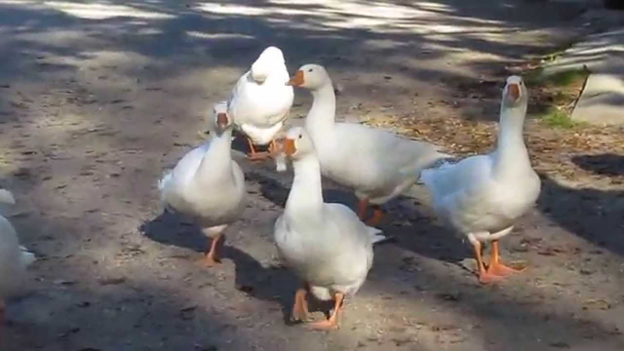 Far Enough Farm on Toronto Island, Canada - YouTube
