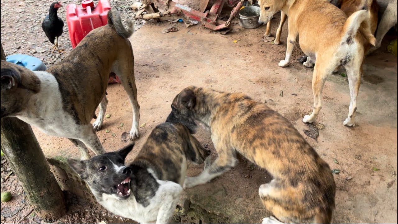 Many dog make mess with mother eat food , and they fight much - YouTube