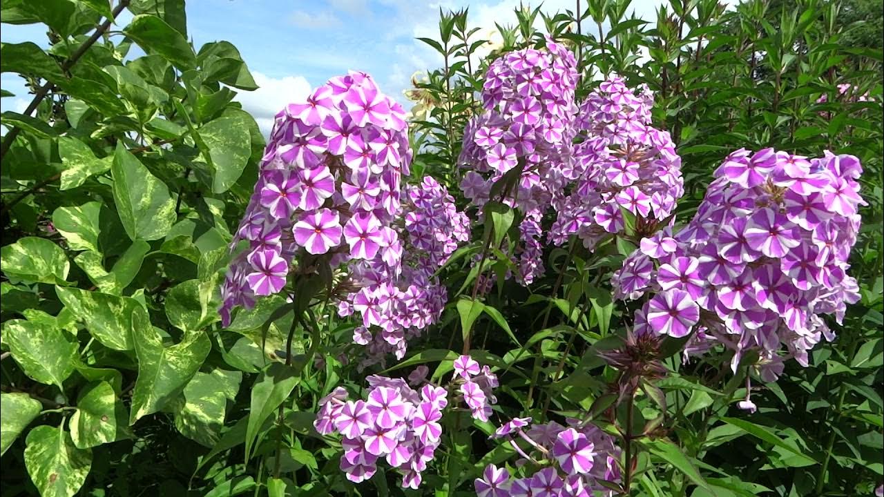 Флокс пирамидальный Наташа(Соната)Phlox maculata Natasha- включен в ...
