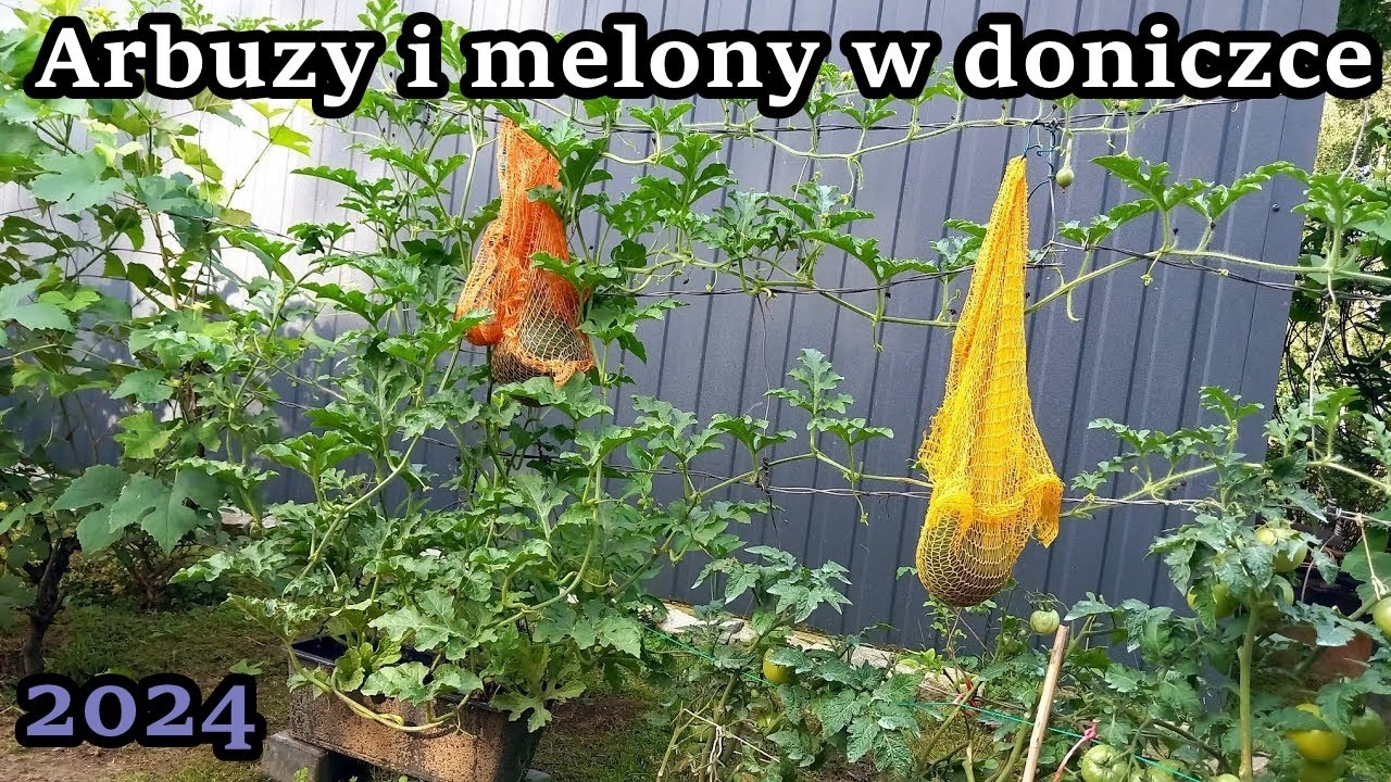 Uprawa w doniczce arbuzów i melonów / Melony i arbuzy owocujące w ...