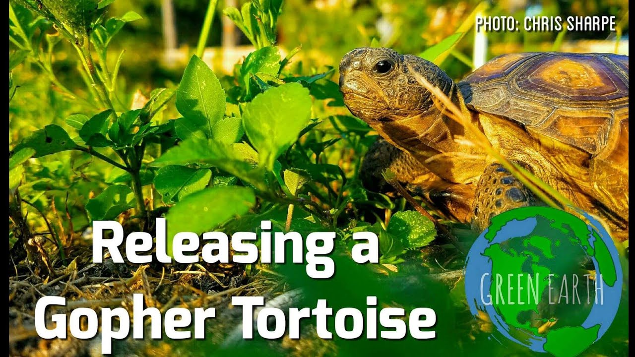 Releasing a Gopher Tortoise - YouTube