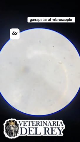 Garrapatas al microscopio #doglover - YouTube