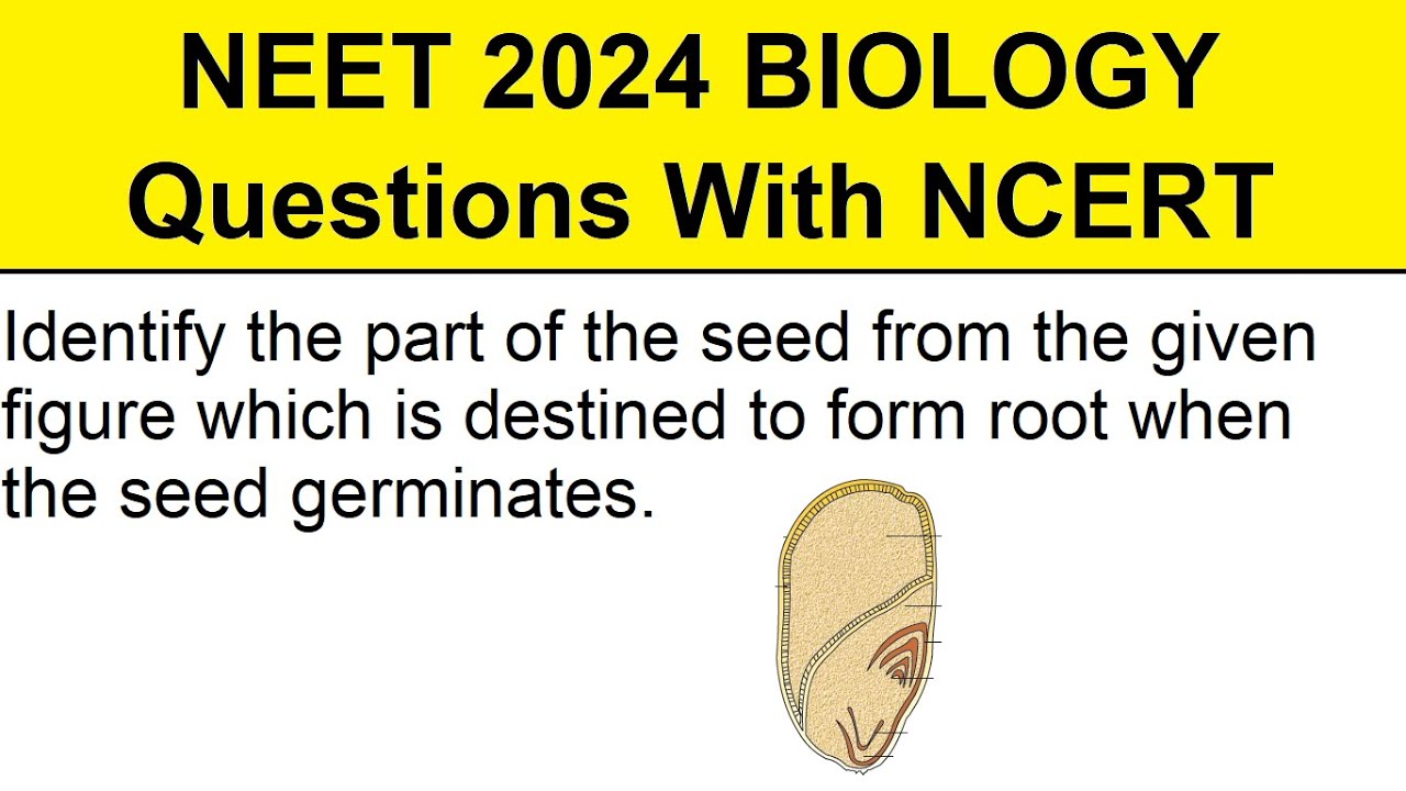 Identify the part of the seed from the given which is to form root # ...