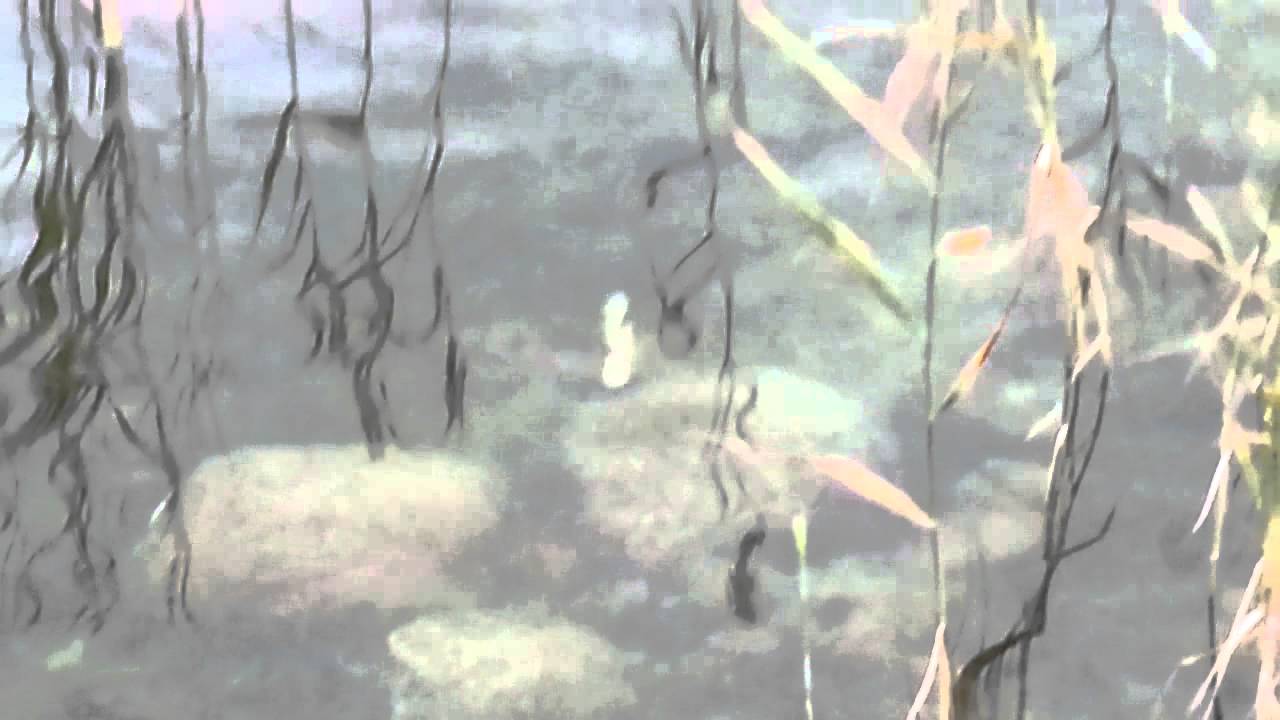 Weiner fish - YouTube