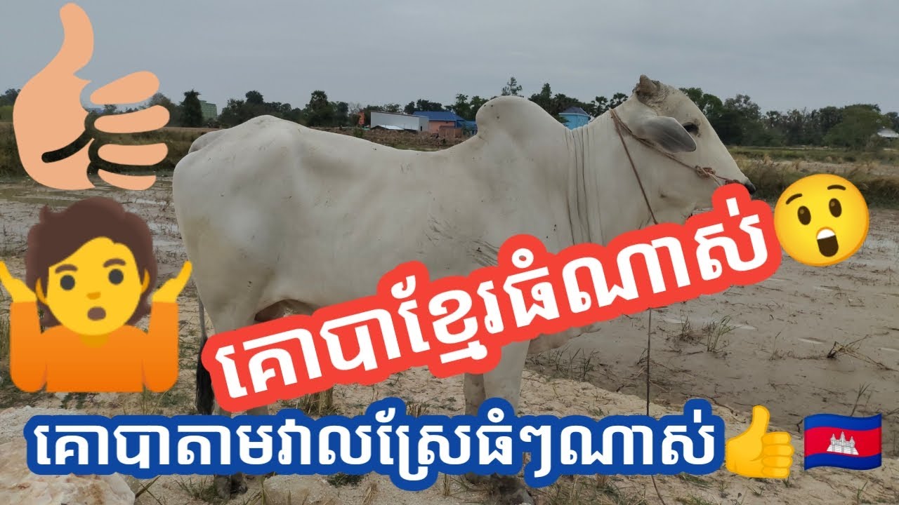 Big Khmer cows in the fields are very beautiful គោបាខ្មែរ ធំតាមវាលស្រែ ...