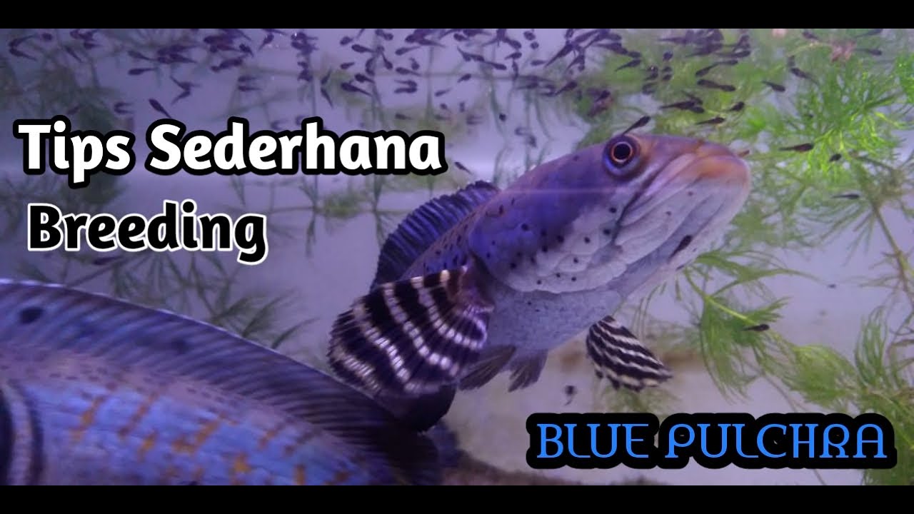 TIPS SEDERHANA BREEDING CHANNA BLUE PULCHRA #7 - YouTube