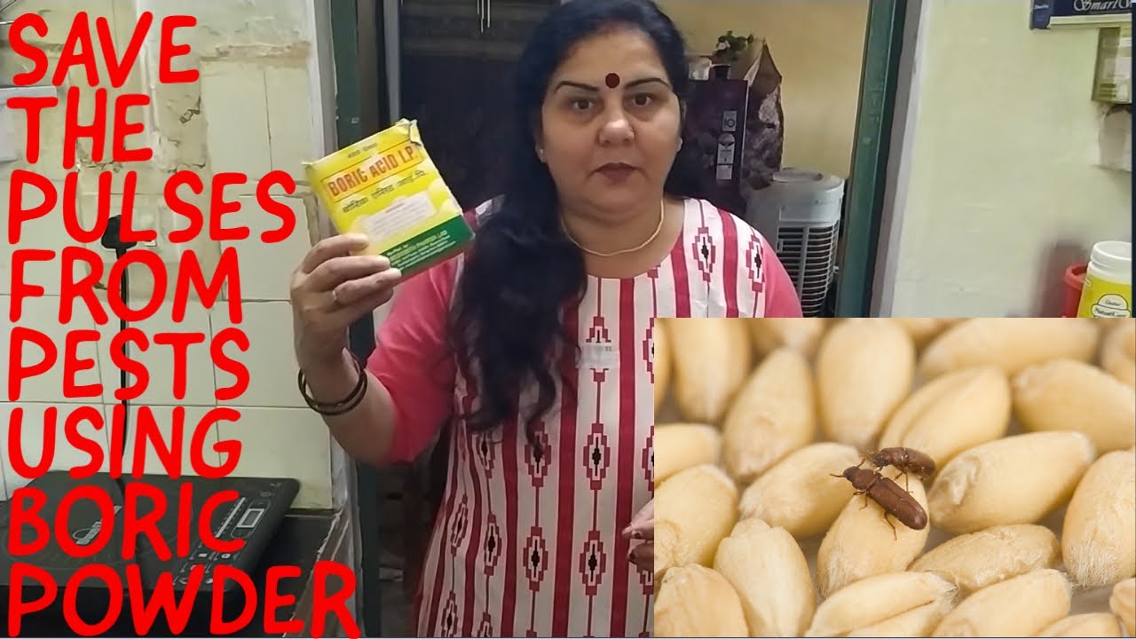 HOW TO SAVE YOUR PULSES FROM PESTS USING BORIC POWDER - YouTube