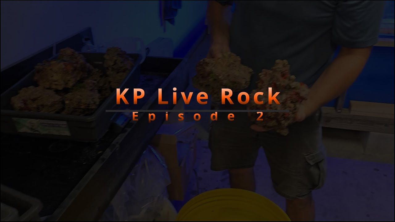 Reef Tank Re-Build With KP Aquatics Live Rock | Episode 2 - YouTube