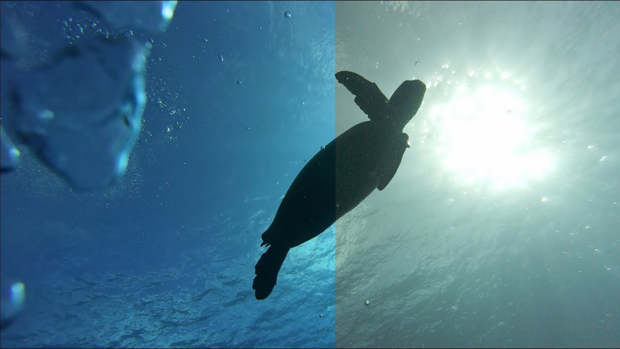 【Scuba Diving】 DJI Osmo Action 4 color grading samples - YouTube