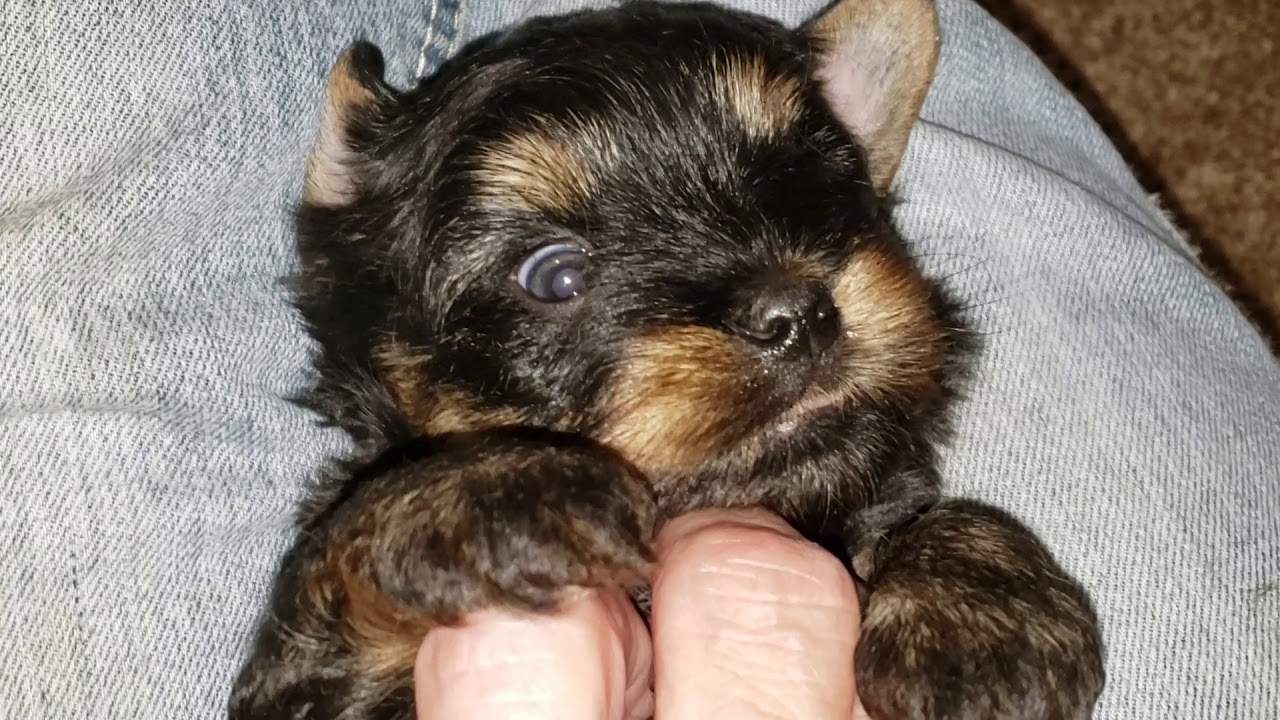 YORKYMOM BLACK/SABLE/GOLD/WHITE FEMALE YORKSHIRE TERRIER - YouTube