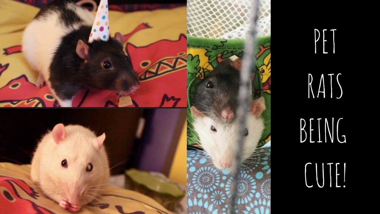 Pet Rats Being Cute for 3 Minutes Straight - YouTube