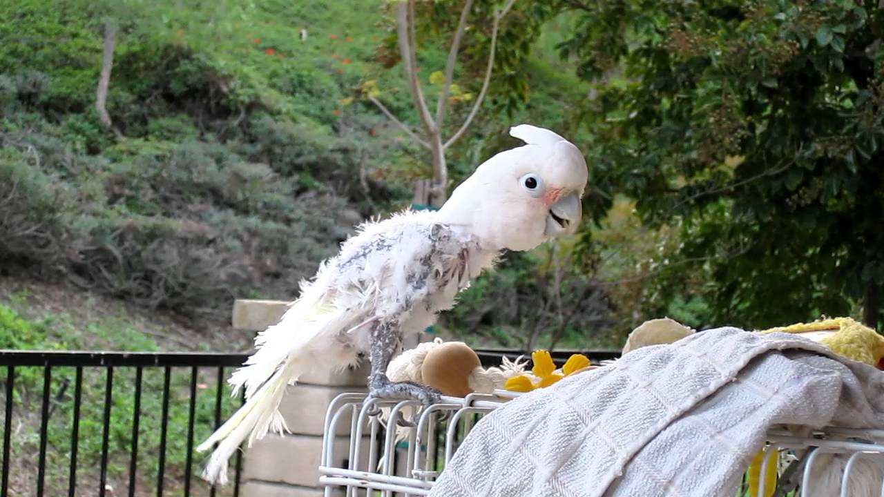 goffins cockatoo talking to backyard birds - YouTube