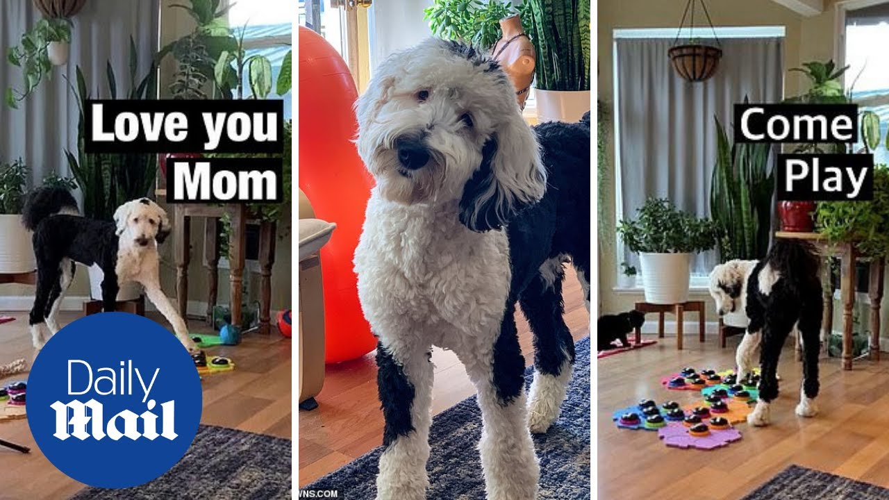 The genius dog who has learned how to talk using a sound board - YouTube