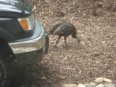 a Wild Turkey goes poo poo in our front yard - YouTube