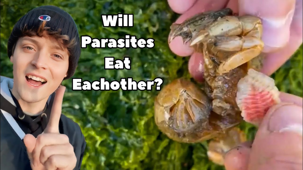 Will Invasive Shrimp Parasites EAT EACH OTHER? (Full Video) - YouTube