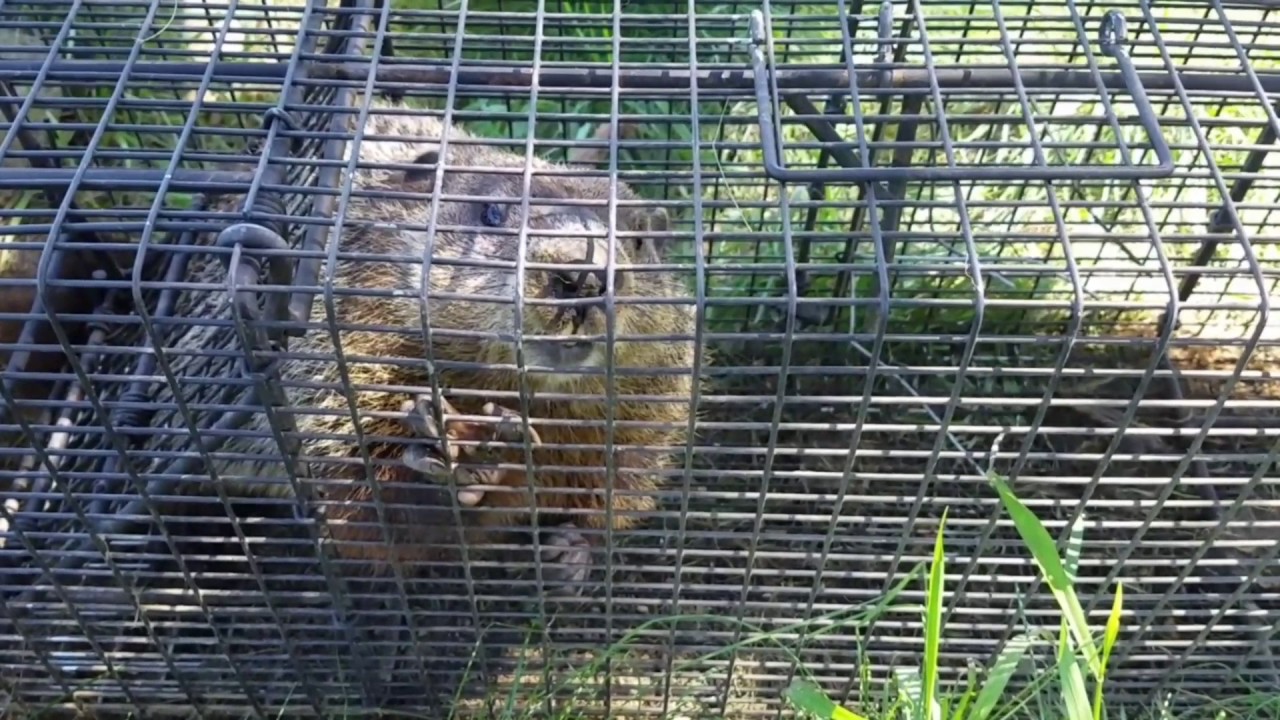 Ground hogs teeth! - YouTube