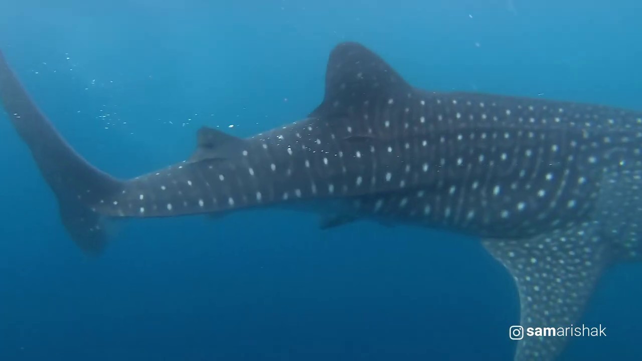 hiu paus dan oceanic manta di spot AMpoint, Jikomalamo - Ternate - YouTube