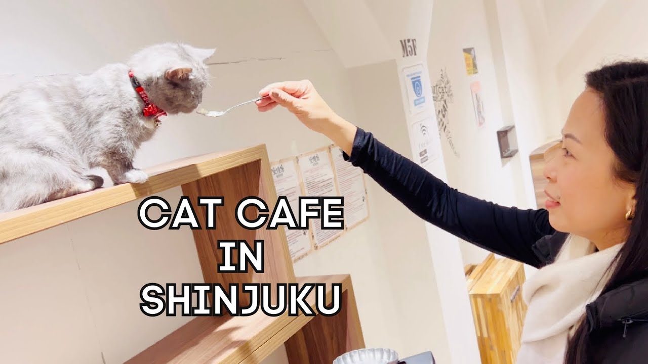 Unique 30-Minute Cat Cafe Experience ~ Shinkuju #cat #catcafe #shinjuku ...