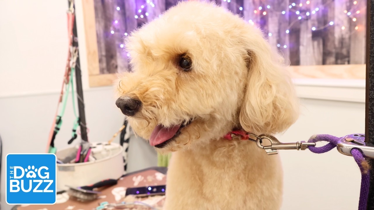 How We Keep Lucy’s Doodle Coat Mat-Free | Grooming Tips & Coat Types ...