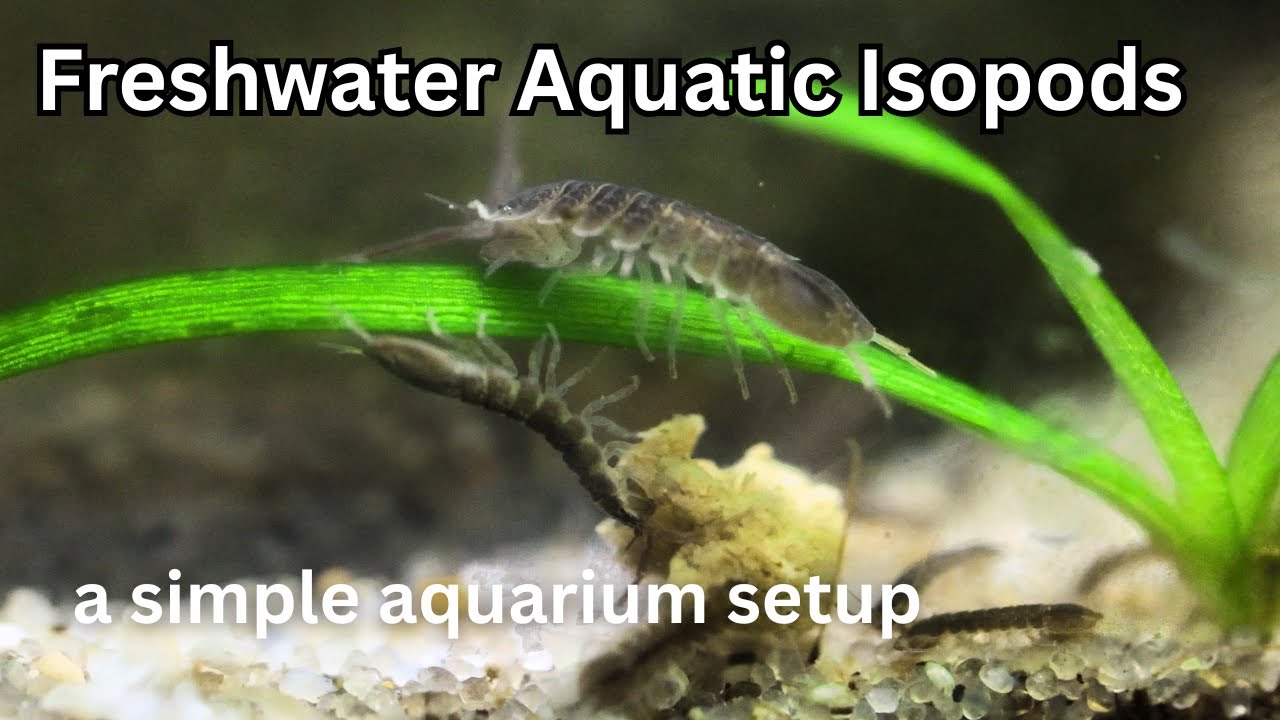 Breeding 1000s of Aquatic Isopods in a 2.5g: How I Setup a Freshwater ...