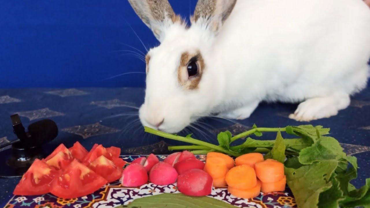 ASMR MUKBANG | Rabbit eating vegetables food | satisfying & cute - YouTube