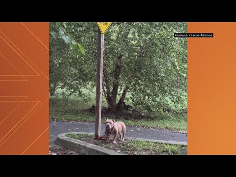 Abandoned pup Ham Solo rescued and adopted in DC - YouTube