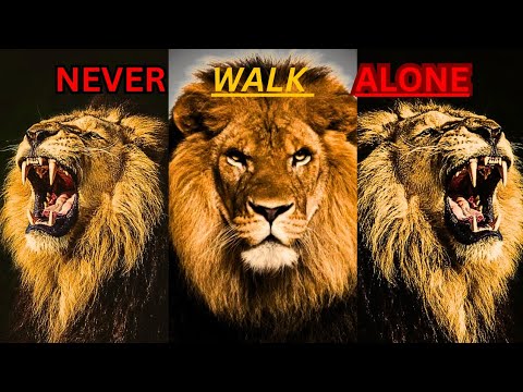 3 LESSONS TO LEARN in a PRIDE OF LIONS (TEAMWORK) - YouTube