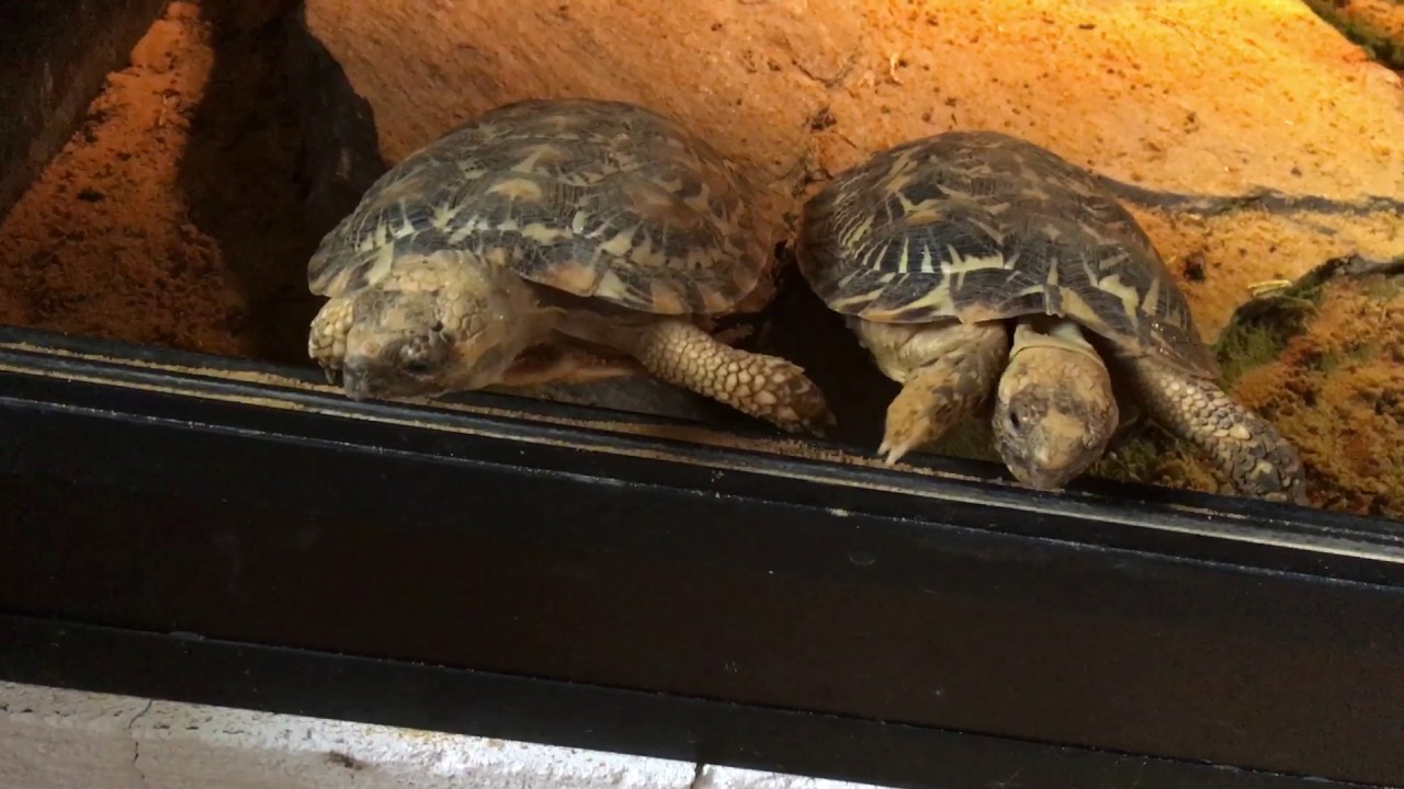 Pancake tortoise - YouTube