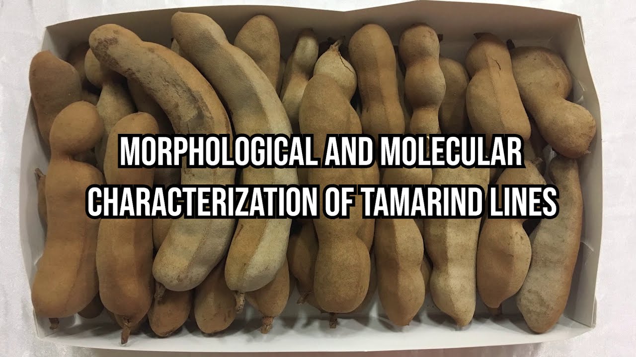 Morphological and Molecular Characterization of Tamarind Lines - YouTube