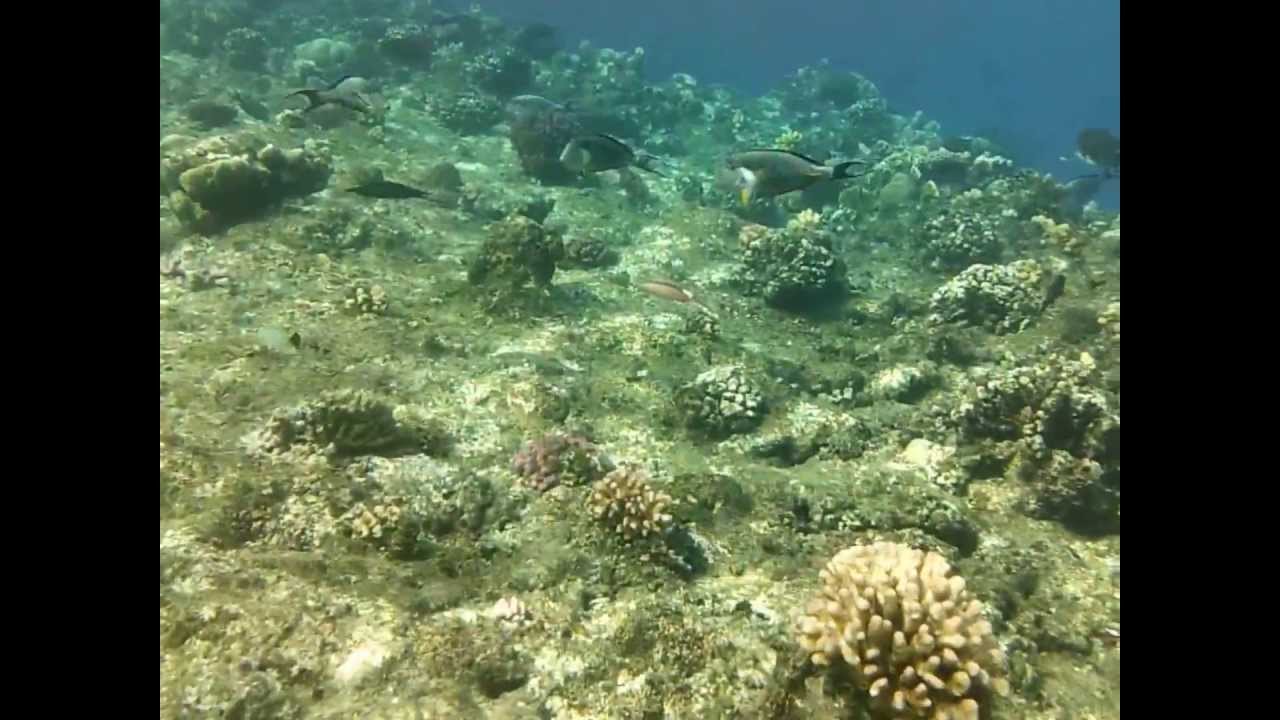 Snorkling @ Coral reef, Rabigh beach (Jeddah) - YouTube