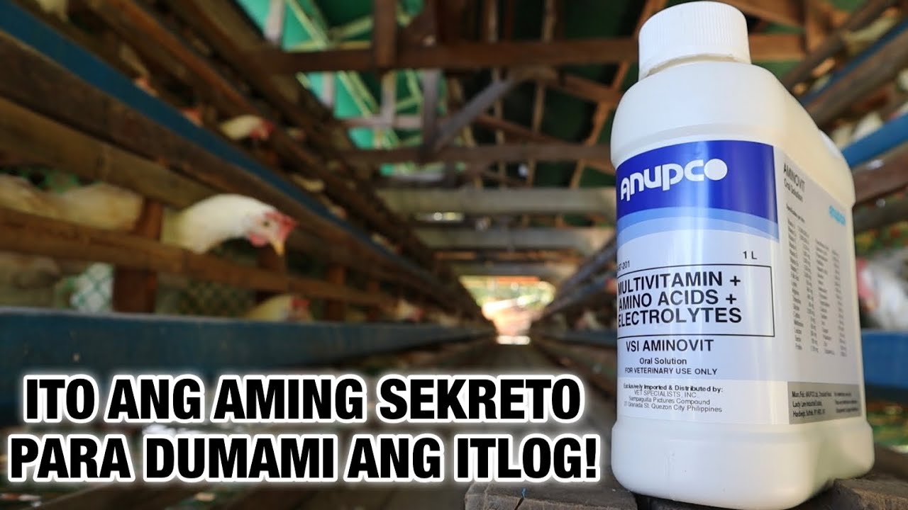 IMPORTANTE NA MAGBIGAY NG AMINO ACIDS SA NANGINGITLOG NA MGA MANOK ...