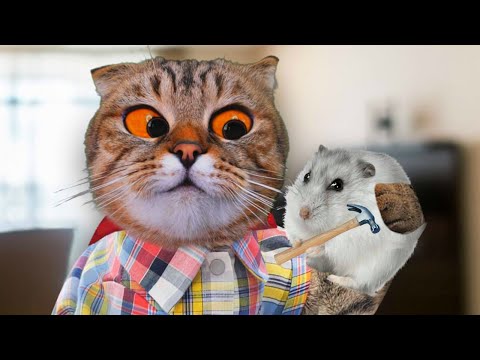 Cat Tries be Cute and Funny