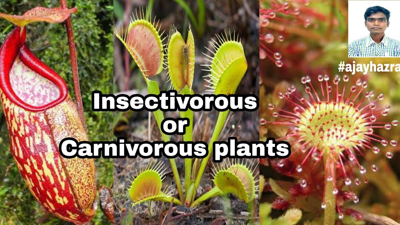 Feeding mechanism in insectivorous plant or carnivorous plant. - YouTube